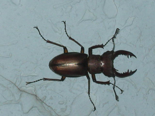 Lucanus fortunei from China, Zhejiang, Ningbo Shi, Yuyao Shi, 黎白线旁 on ...