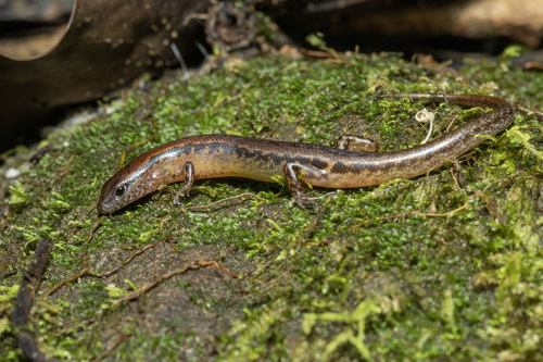 Sphenomorphus grandisonae · iNaturalist Panamá