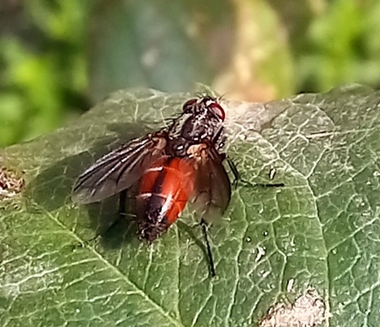 Bot Flies, Blow Flies, and Allies from Gümbet on June 4, 2023 at 08:48 ...