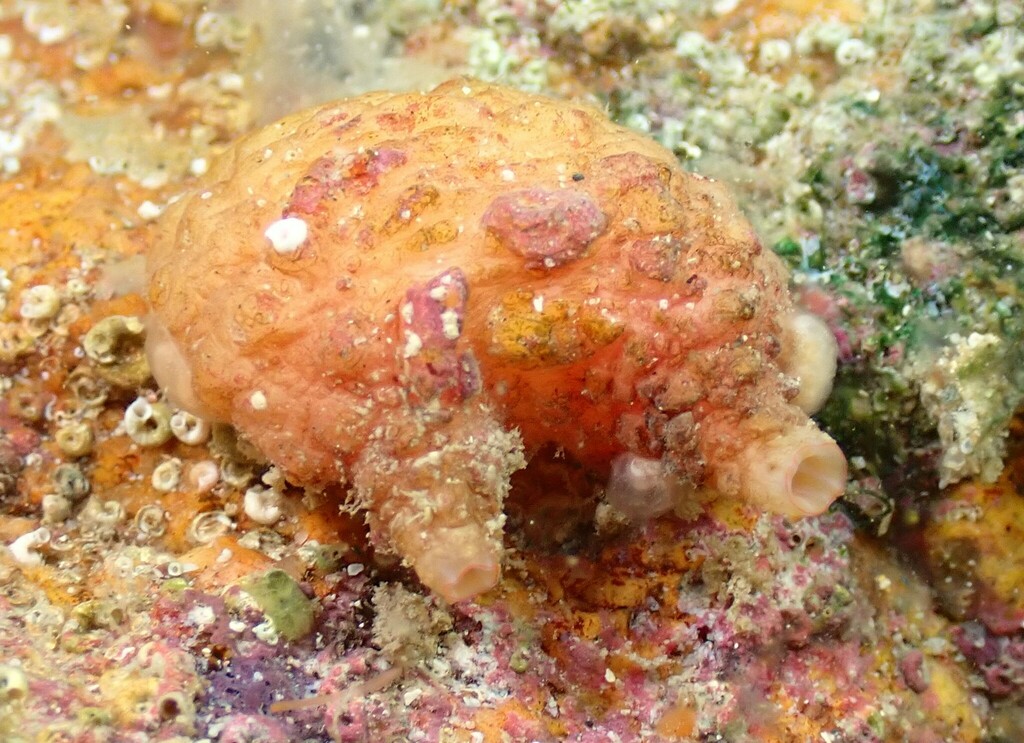 Pyura microcosmus from Ecrehous, Jersey on 26 May, 2023 at 06:33 PM by ...