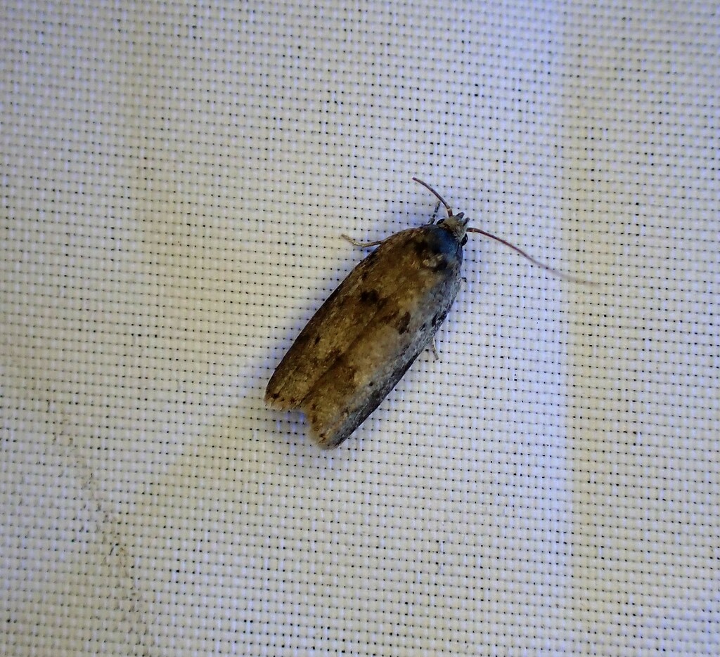 Dotted Antaeotricha Moth from Chester County, PA, USA on June 3, 2023 ...