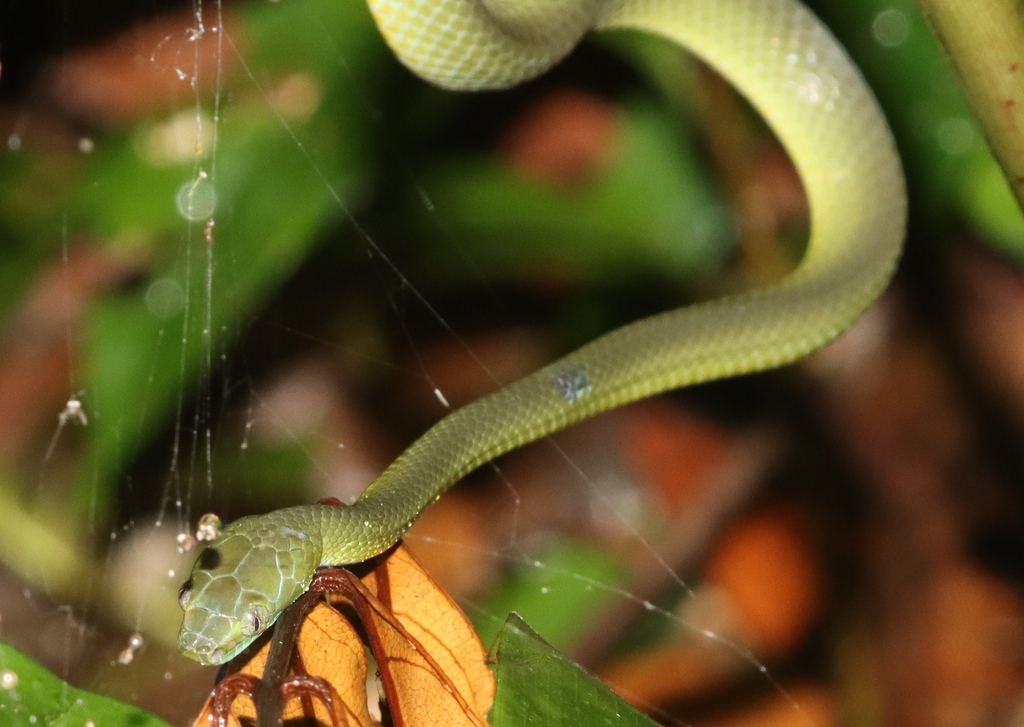 Günther's Green Tree Snake from Sapo buffer zone near Ecolodge on March ...