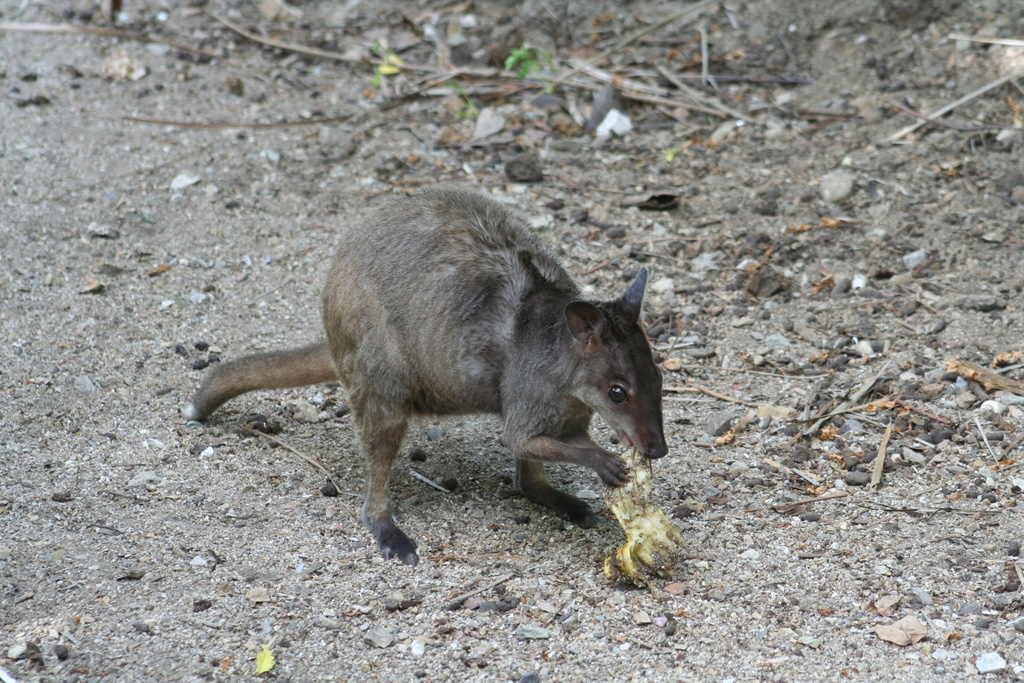 Gray Dorcopsis (Dorcopsis luctuosa) - Know Your Mammals