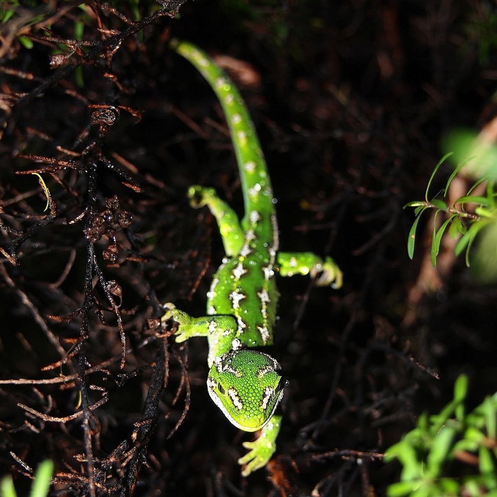 Jewelled Gecko in June 2023 by Paddy Kemner · iNaturalist