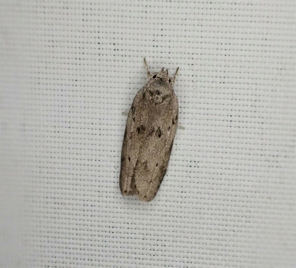 Dotted Antaeotricha Moth from Chester County, PA, USA on June 3, 2023 ...