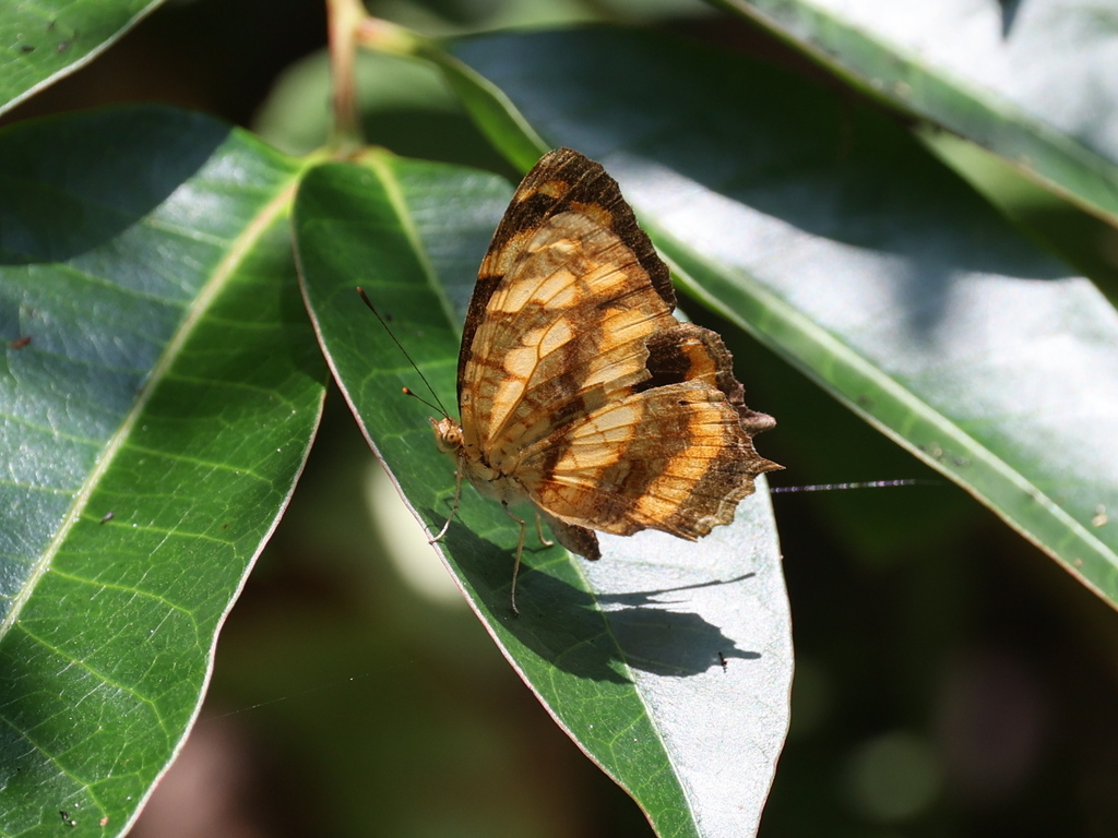 Common Jester from Tai Po Kau, Hong Kong on May 28, 2023 at 02:28 PM by ...
