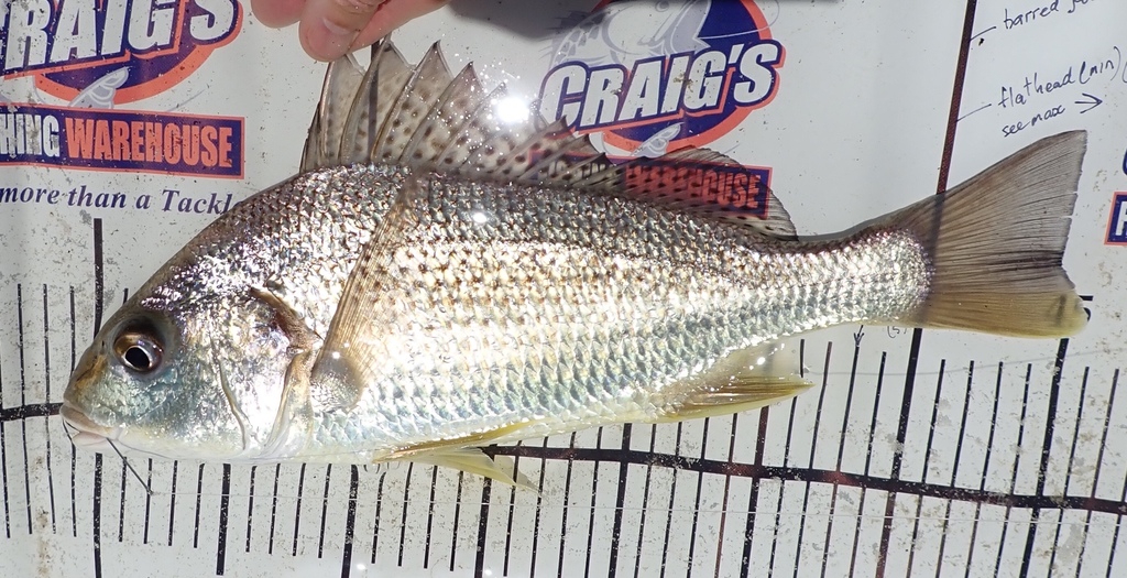Silver Javelin (Pomadasys argenteus) - Marine Life Identification