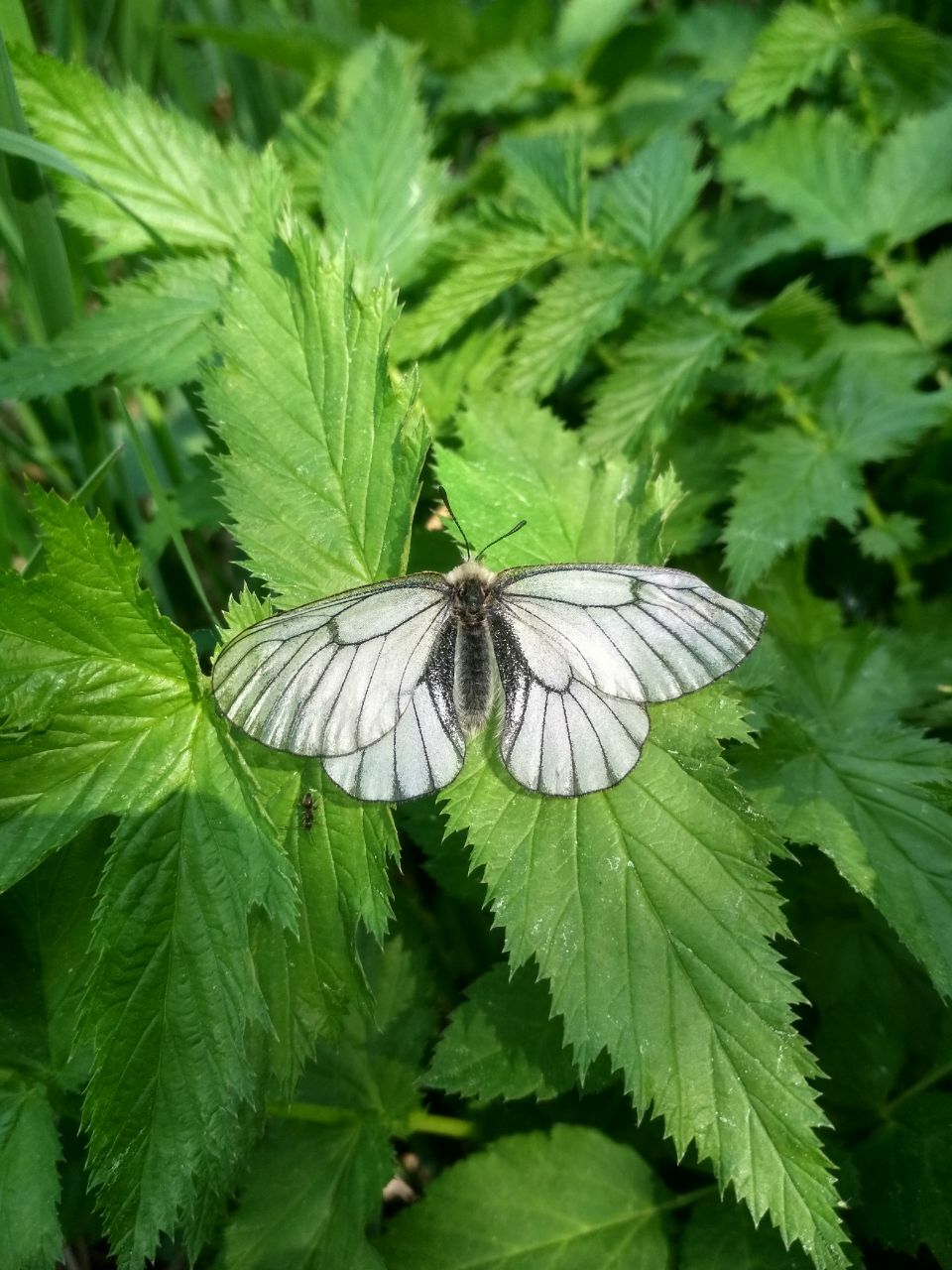 Parnassius stubbendorfii Ménétriés, 1849
