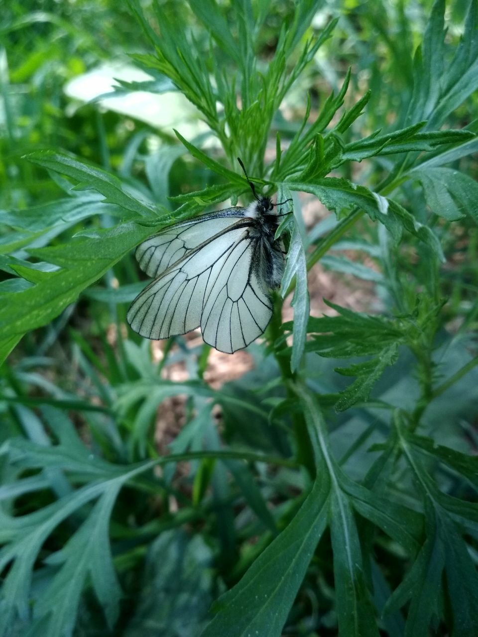 Parnassius stubbendorfii Ménétriés, 1849
