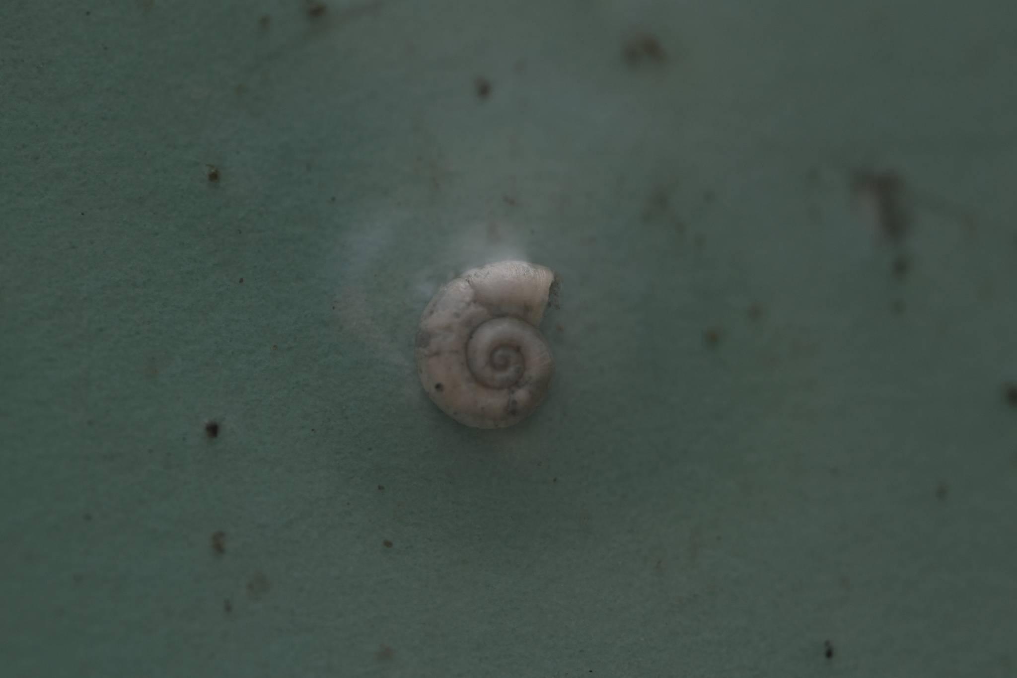 Valvata cristata O.F.Müller, 1774