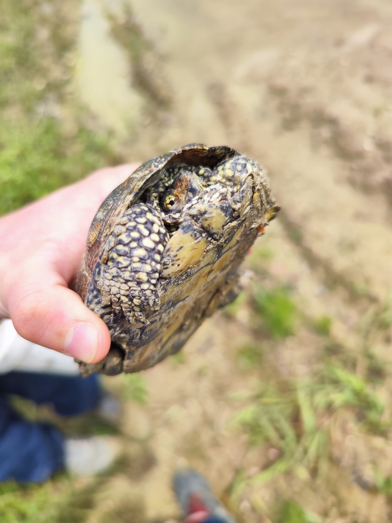 Sicilian Pond Turtle in June 2023 by Vincenzo Catalanotto · iNaturalist
