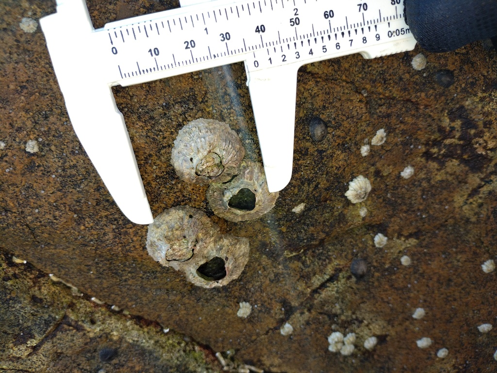 Rosette barnacle from Coffs Harbour NSW, Australia on June 1, 2023 at ...