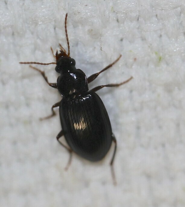 Ground Beetles from Mount Mellum QLD 4550, Australia on June 04, 2023 ...