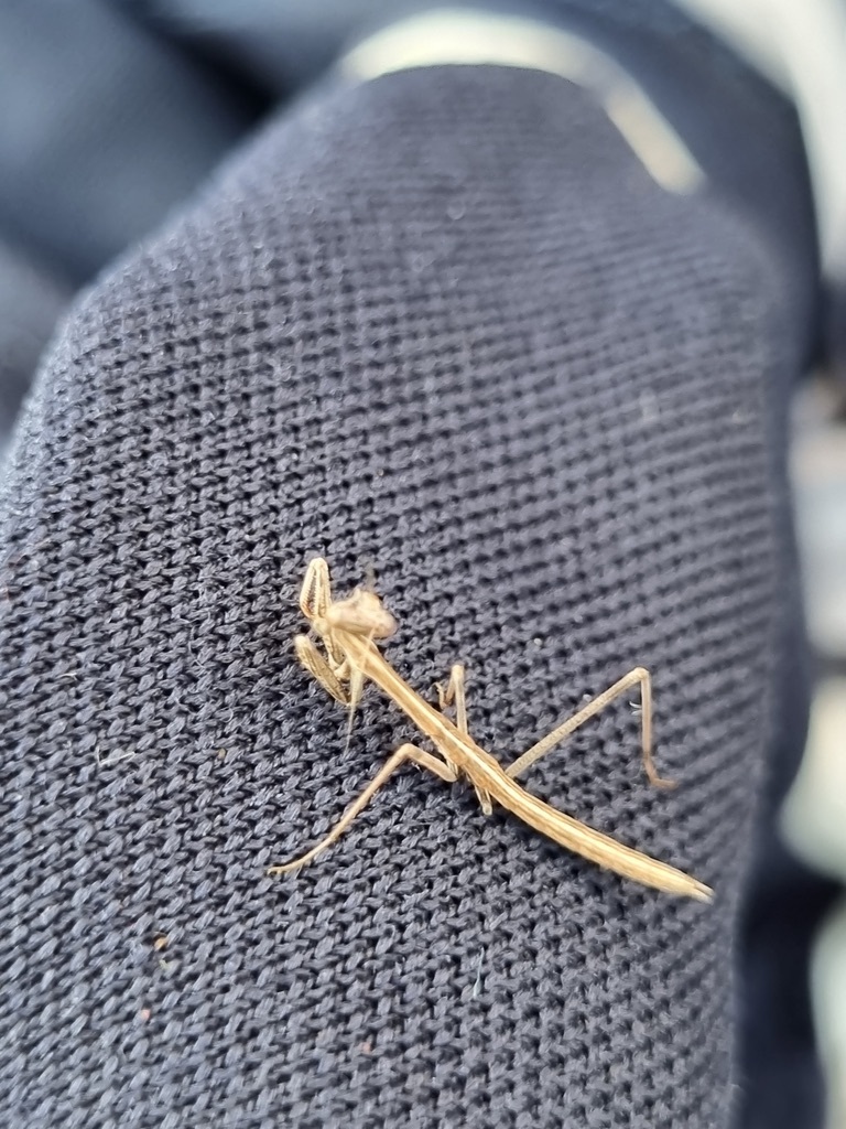 Mallee Grass Mantis from Melbourne VIC, Australia on June 4, 2023 at 02 ...