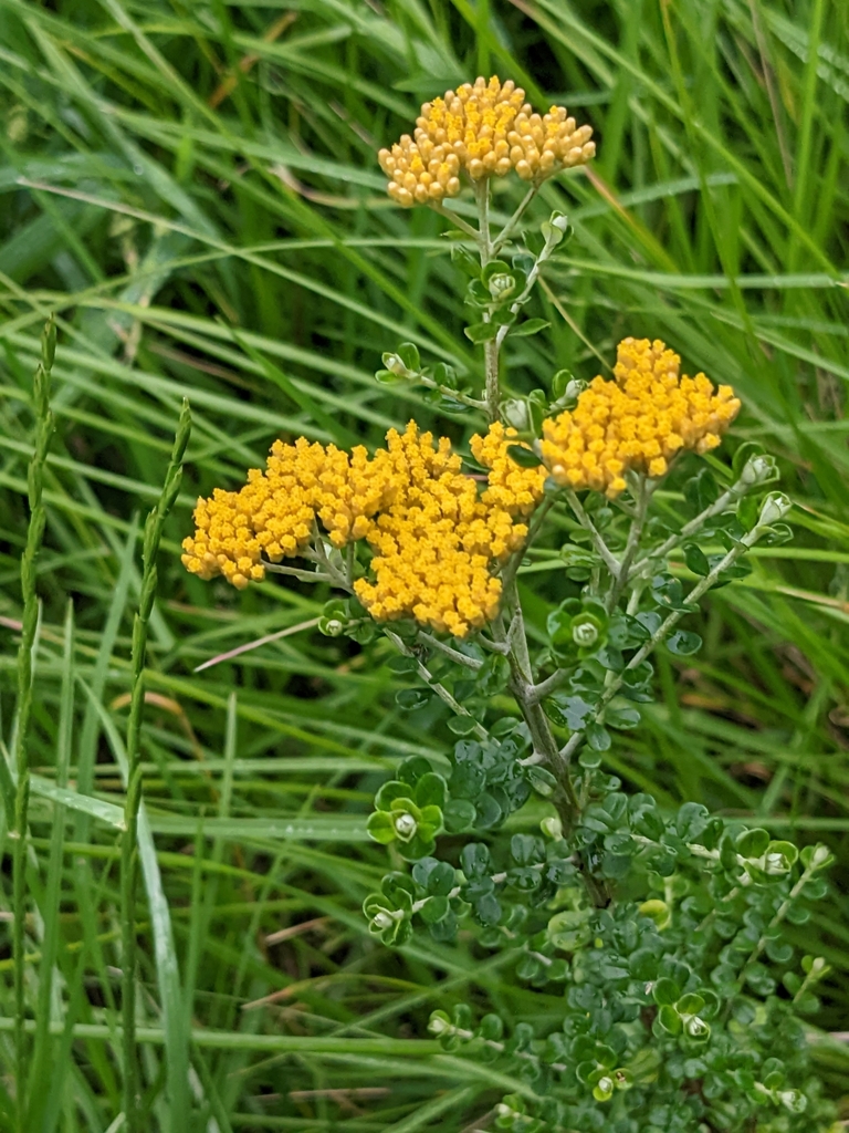 Grey Everlasting from Heathmont VIC 3135, Australia on November 19 ...