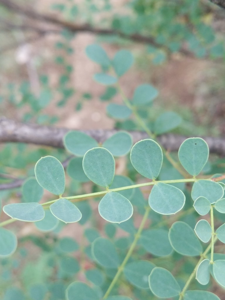 Blood-spotted Bladder Senna (Colutea orientalis) - Botanical Realm