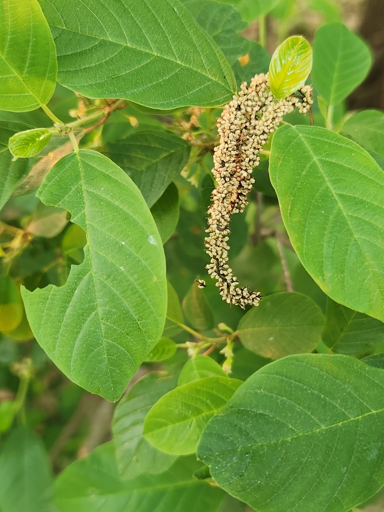 alder buckthorn from Wayland, OH, USA on June 3, 2023 at 07:46 PM by ...