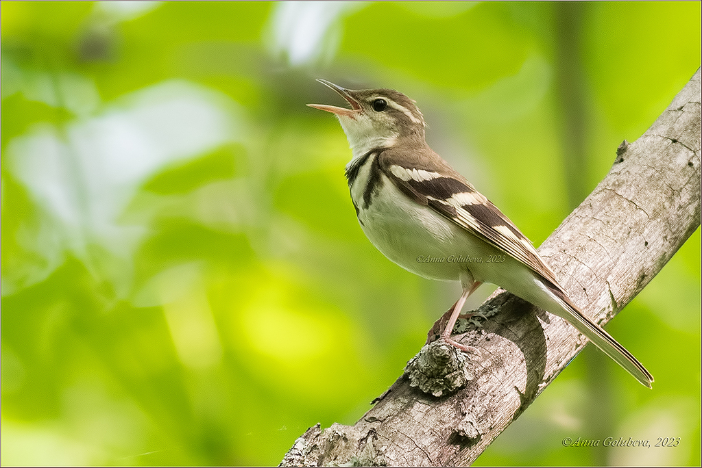 Forest Wagtail (Kanha National Park - Birds) · iNaturalist