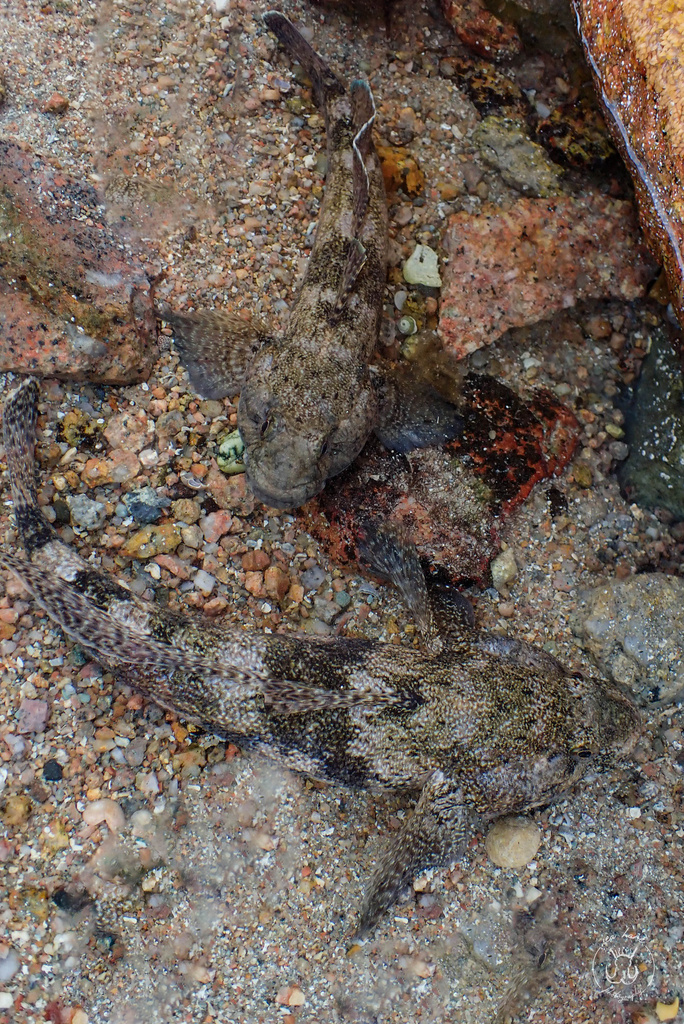 Giant Goby from North Atlantic Ocean, Jersey, GB on June 03, 2023 at 02 ...