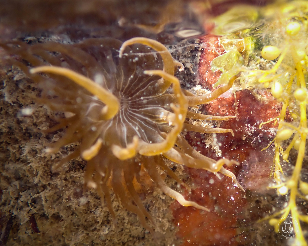Couch's Trumpet Anemone from North Atlantic Ocean, Jersey, GB on June ...