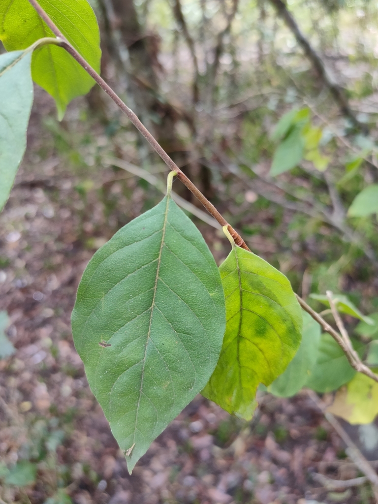 Turraea pubescens from Brooweena QLD 4620, Australia on June 4, 2023 at ...