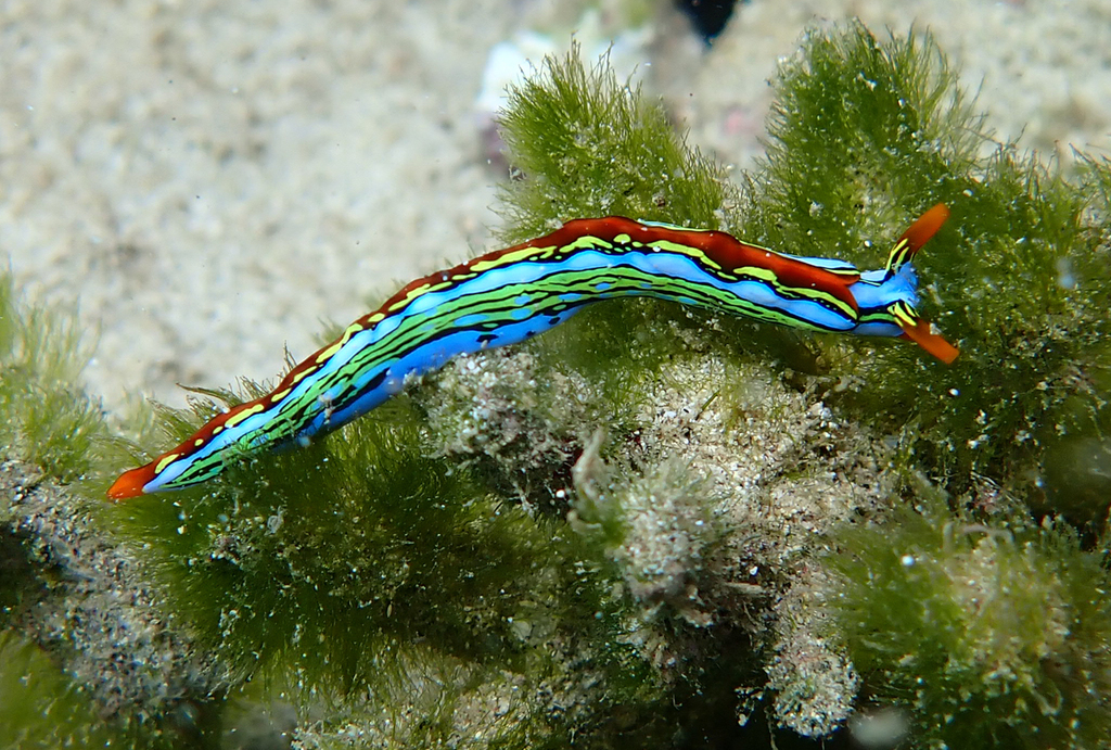 Thuridilla from Lord Howe Island on May 26, 2023 at 09:33 AM by Bruce ...