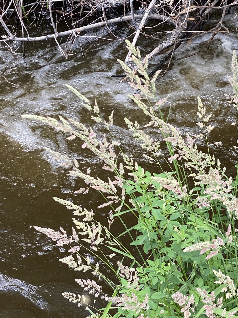 Poeae from US-395 N, Bishop, CA, US on June 3, 2023 at 04:54 PM by ...
