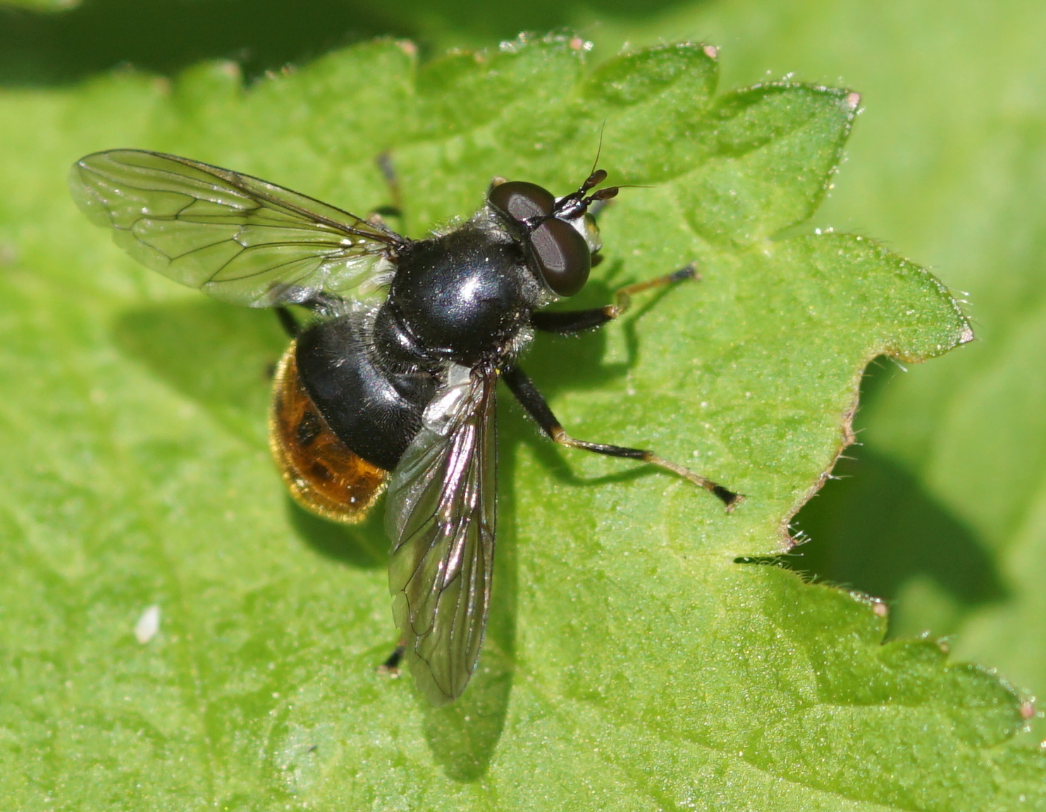 Blera fallax (Linnaeus, 1758)