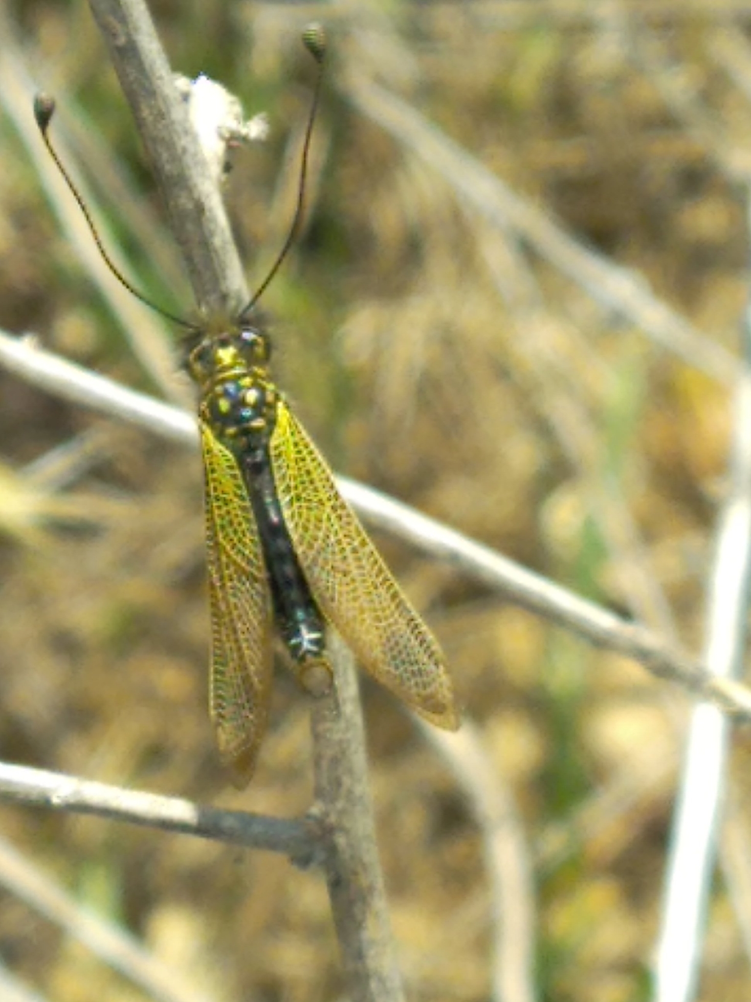 Libelloides ictericus (Charpentier, 1825)