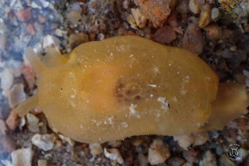 Side-gilled Seaslug from North Atlantic Ocean, Jersey, GB on June 03 ...