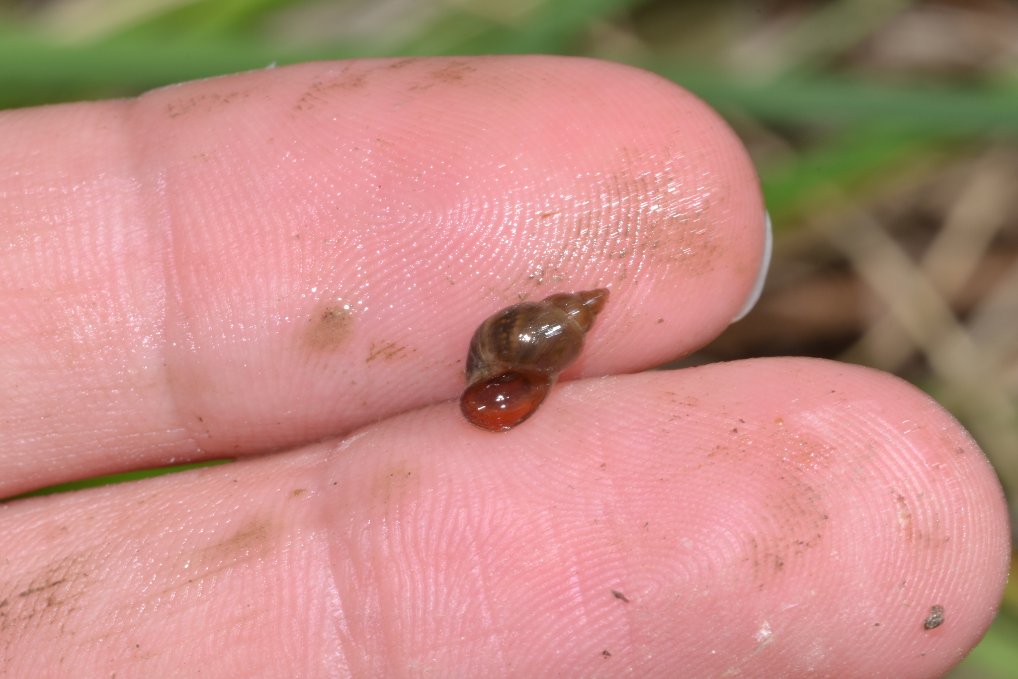 Galba truncatula (O.F.Müller, 1774)