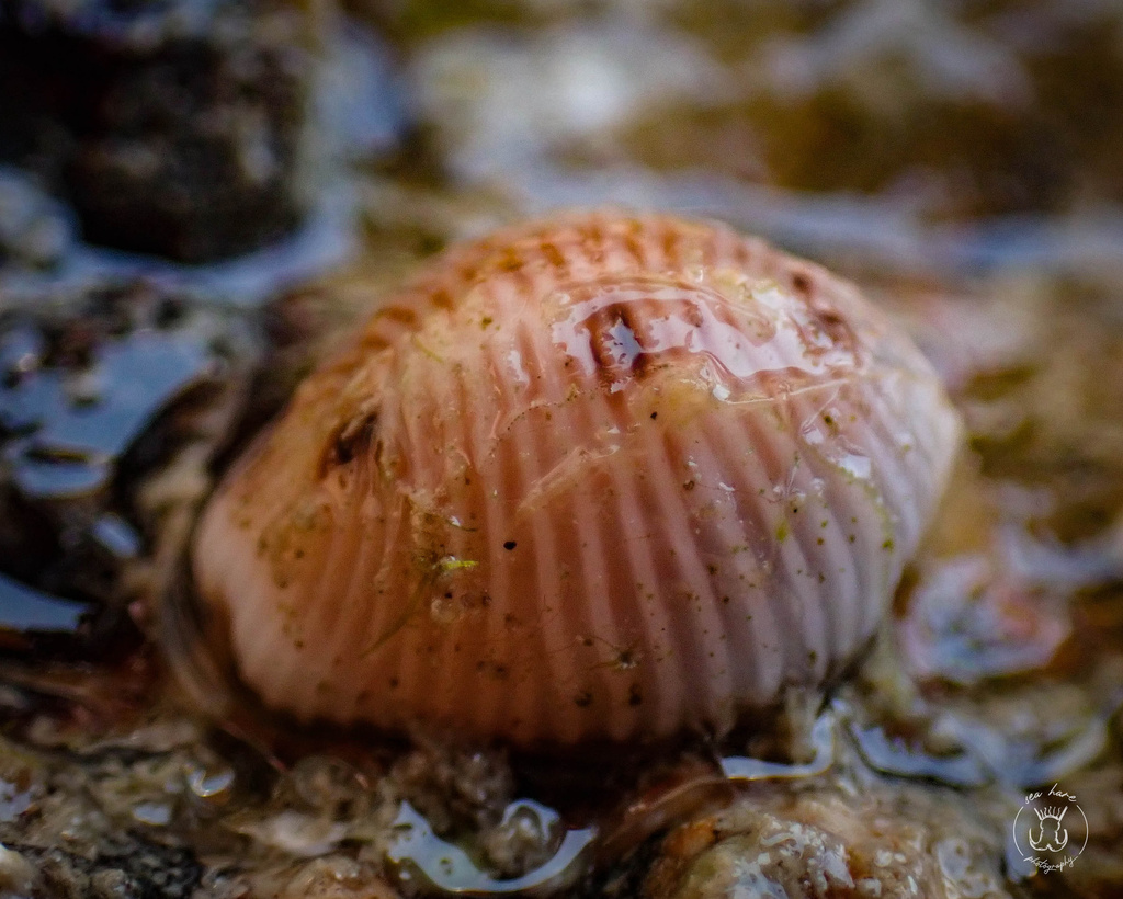 European cowrie from North Atlantic Ocean, Jersey, GB on June 3, 2023 ...
