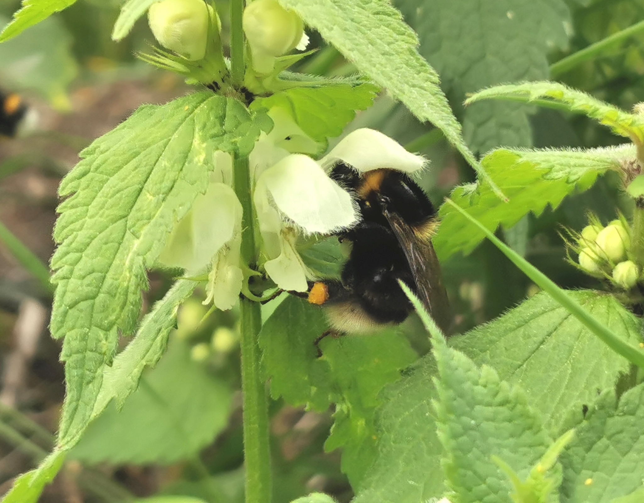 Bombus subterraneus (Linnaeus, 1758)