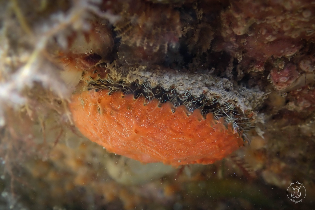 Variegated Scallop from North Atlantic Ocean, Jersey, GB on 03 June ...