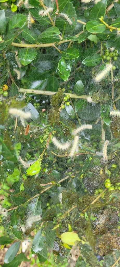 Fall Webworm Moth from Speaks, TX 77964, USA on June 4, 2023 at 08:01 ...