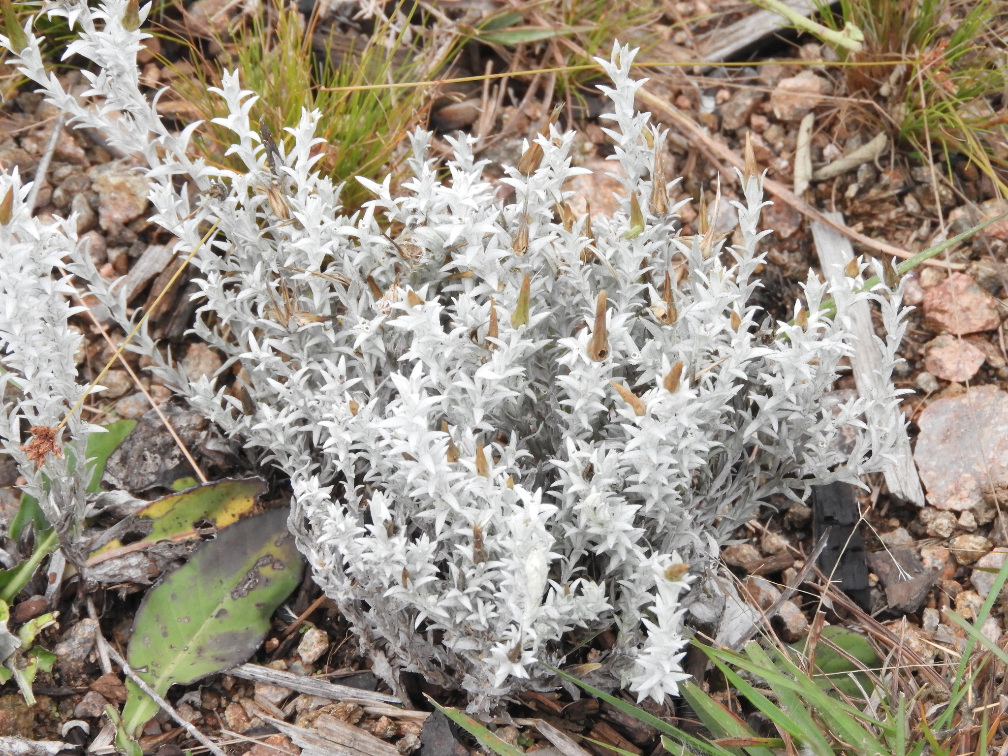 Lucilia acutifolia (Poir.) Cass.