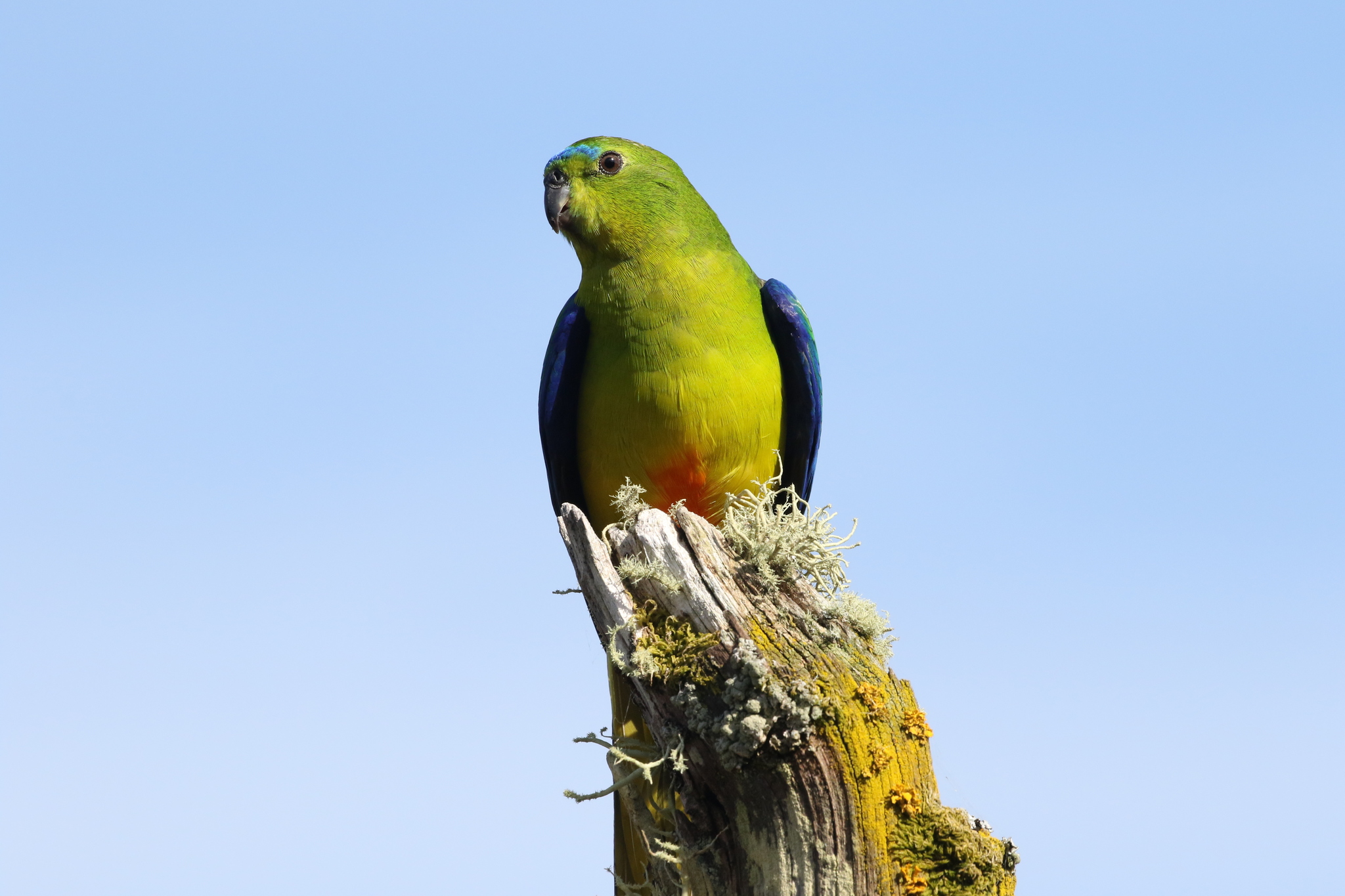 Neophema chrysogaster (Latham, 1790)