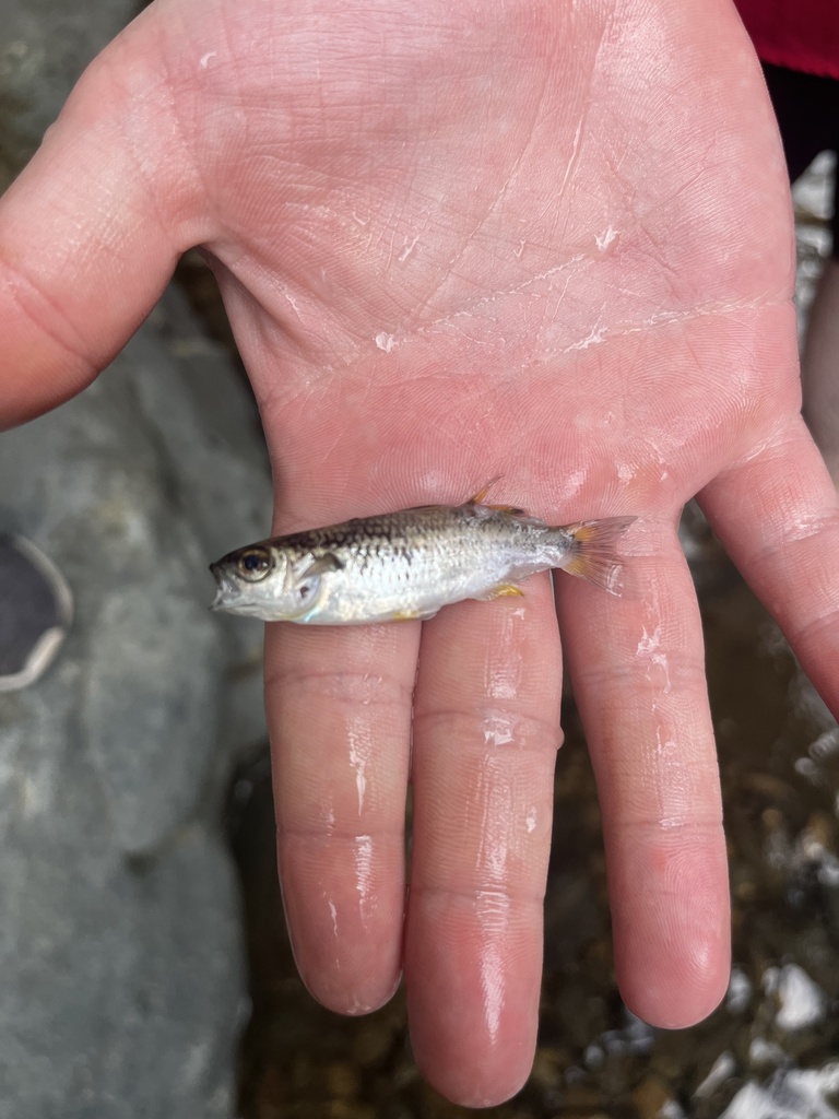Mountain Mullet from El Yunque National Forest, Luquillo, Puerto Rico ...
