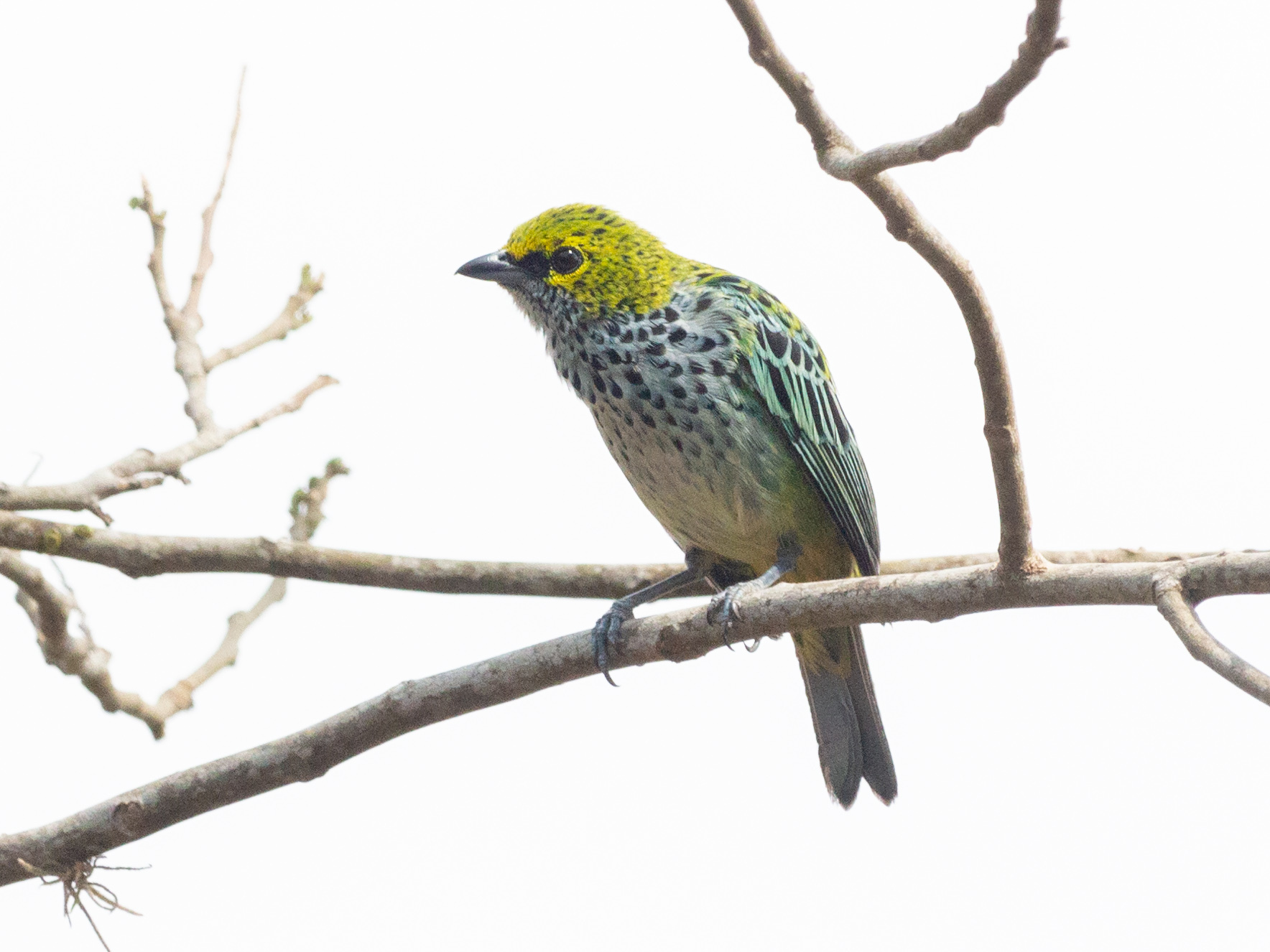 Tangara guttata (Cabanis, 1850)