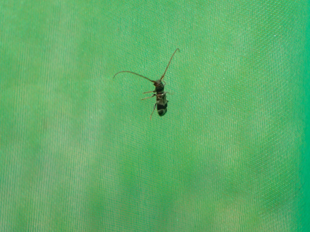 Egesina bifasciana in May 2023 by renshuchu · iNaturalist