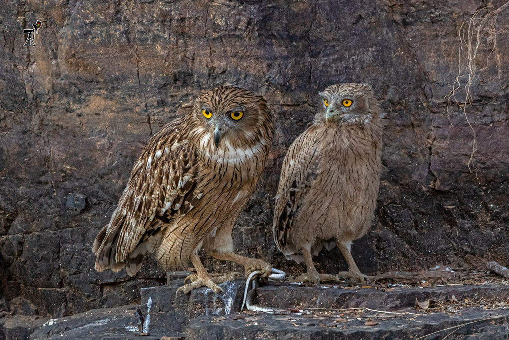Brown Fish-Owl from Ranthambhore on May 29, 2023 at 07:09 AM by Uday ...