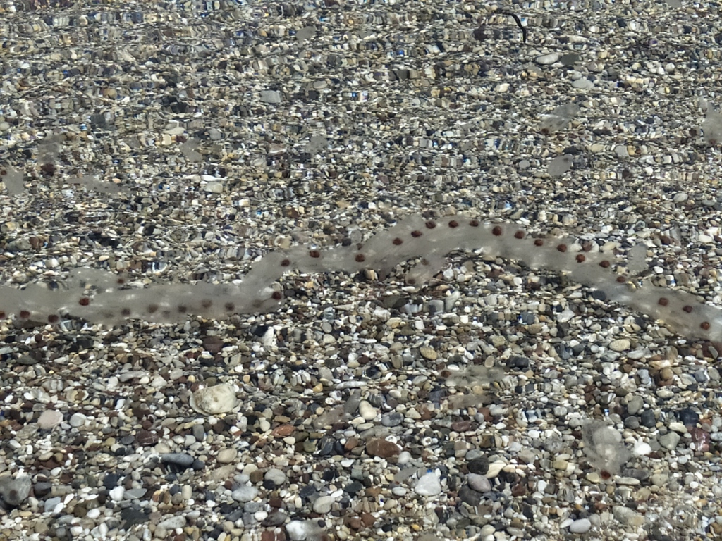 Salpa maxima from West Greece, Peloponnese, Western Greece and the ...