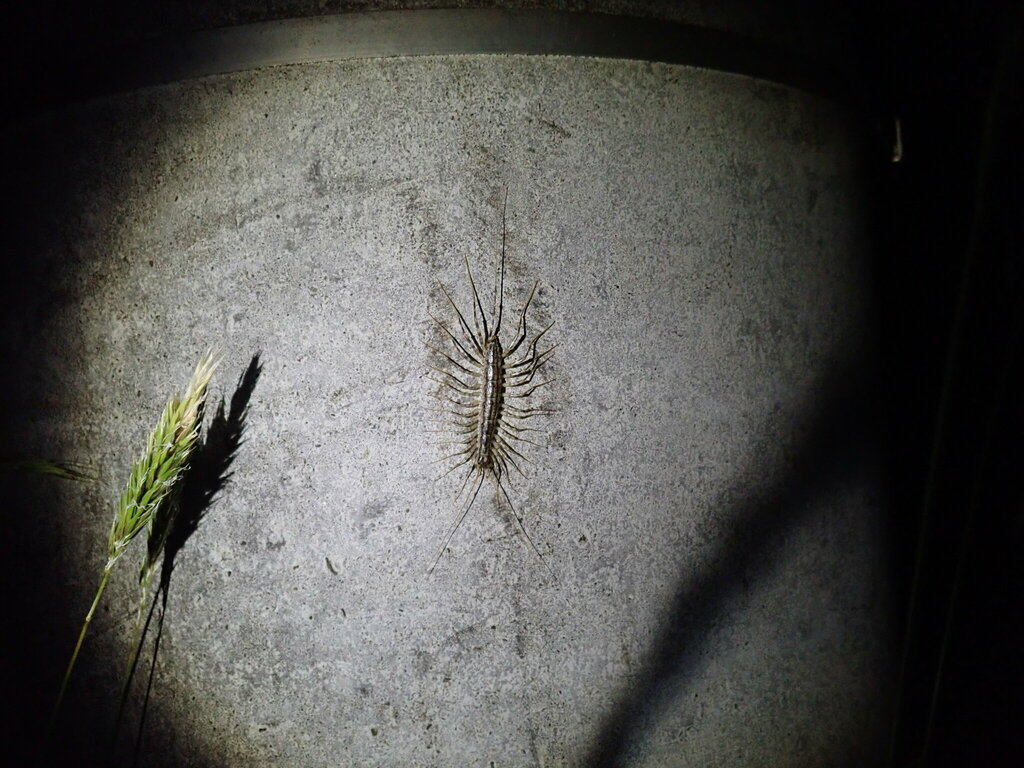 Japanese House Centipede from 日本、〒329-2807 栃木県那須塩原市接骨木 on May 27, 2023 ...