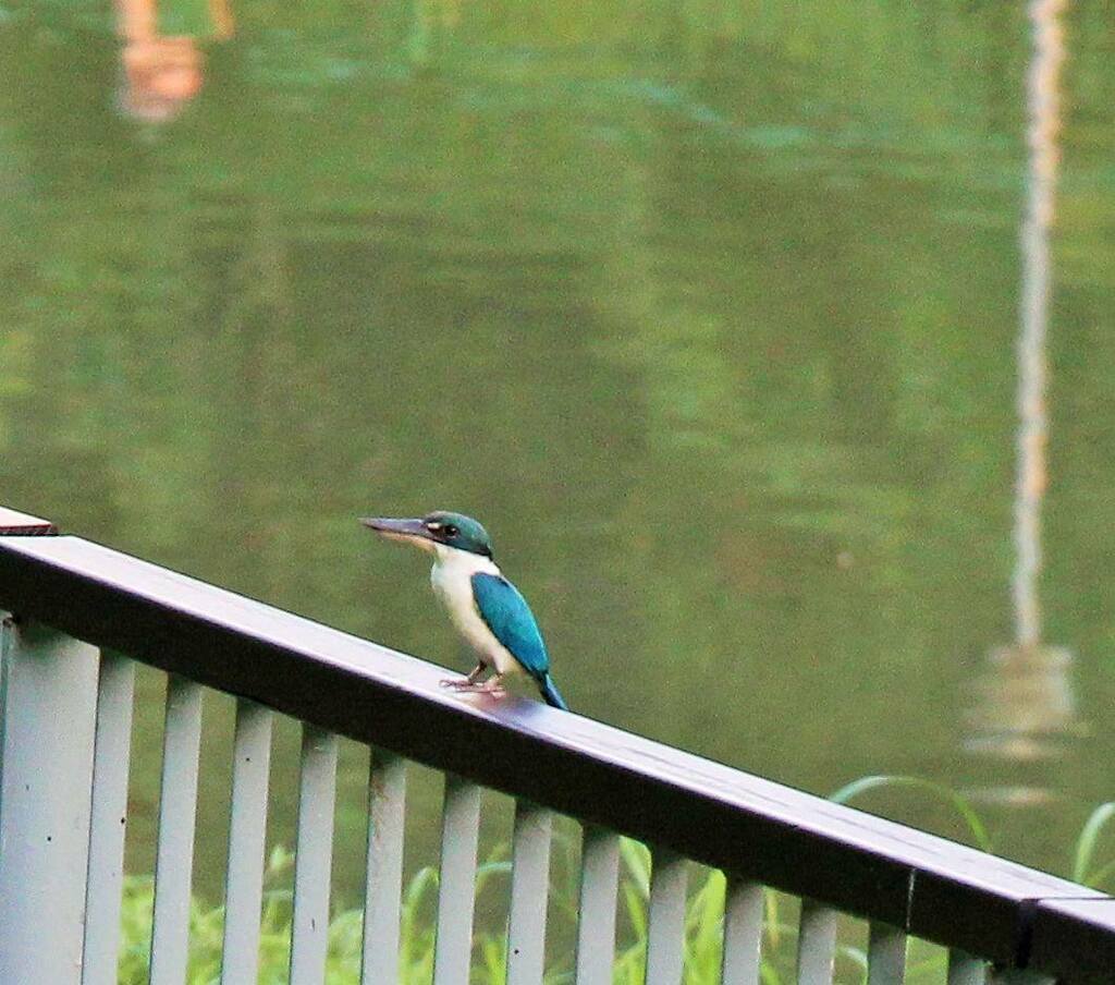 Collared Kingfisher from Singapore on June 4, 2015 at 09:50 AM by ...