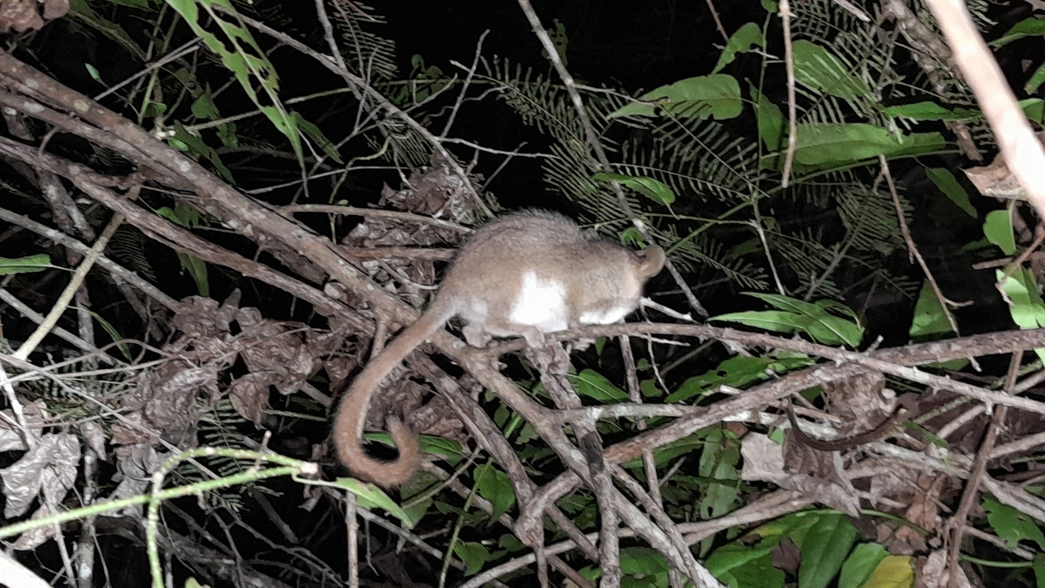 Microcebus murinus (J.F.Miller, 1777)