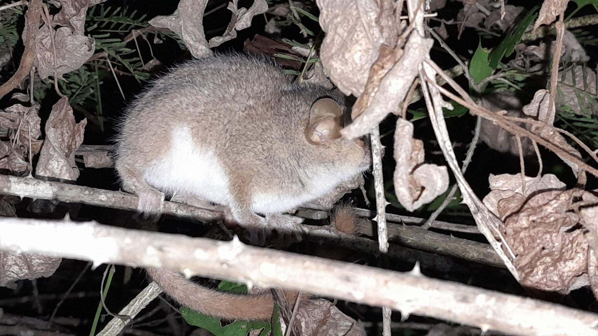 Microcebus murinus (J.F.Miller, 1777)