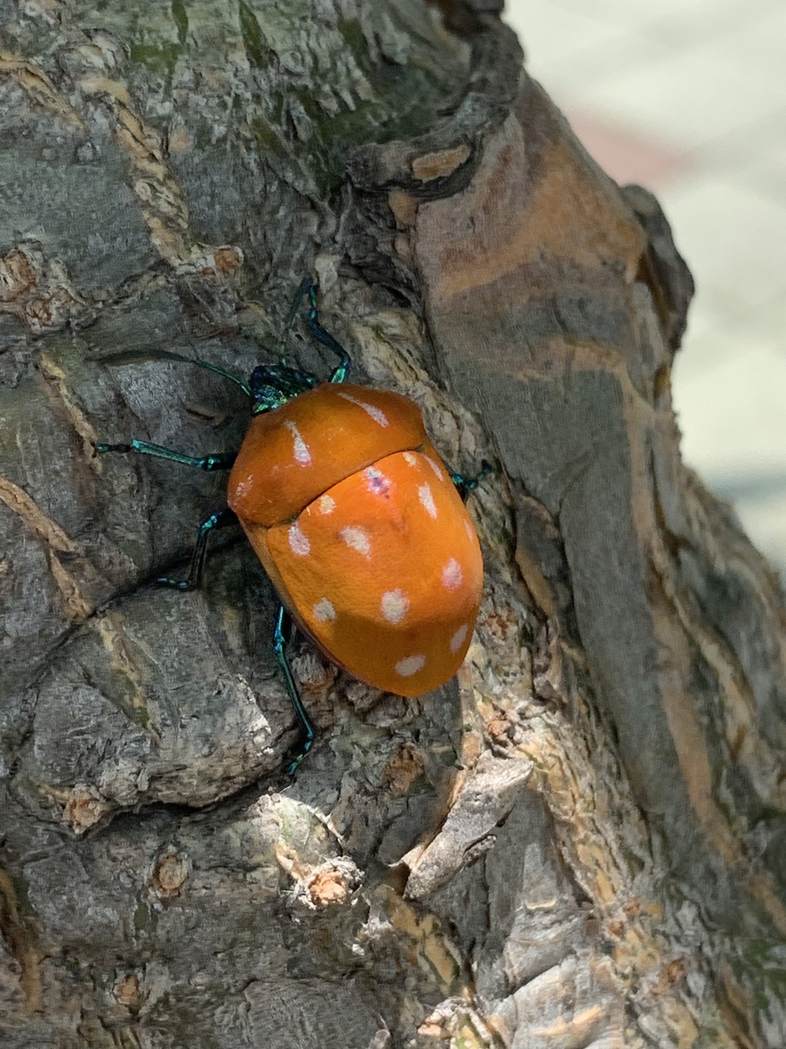 Poecilocoris druraei (Linnaeus, 1771)