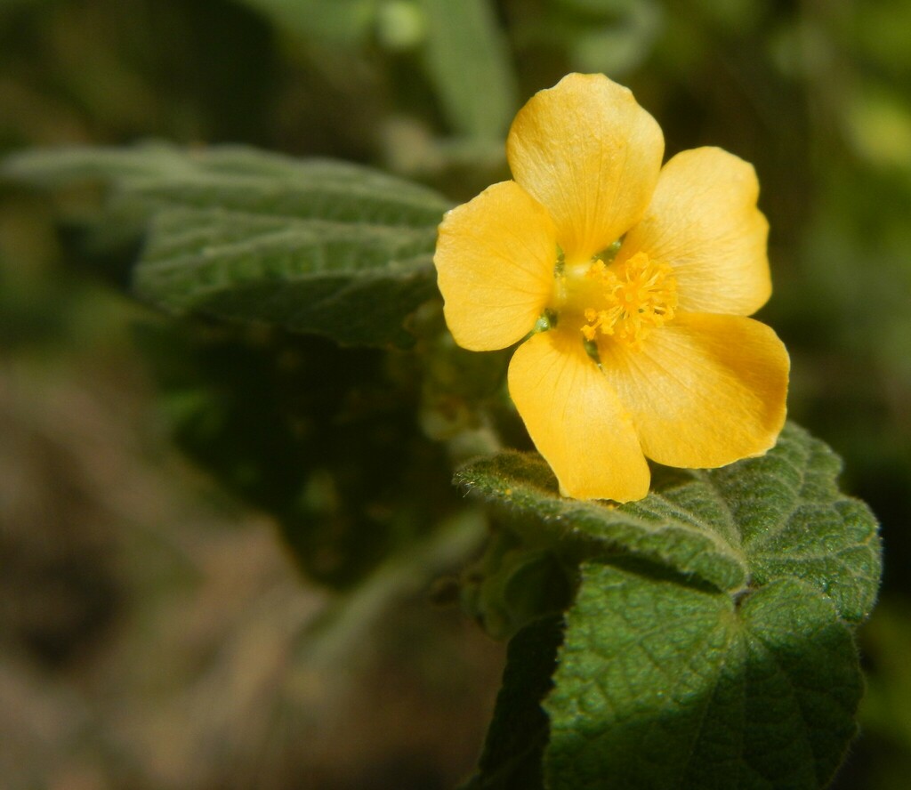 straggly lantern-bush from Taromeo QLD 4314, Australia on June 3, 2023 ...