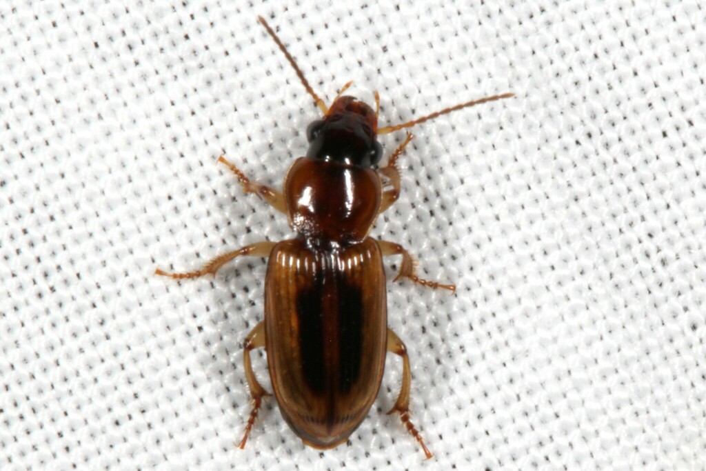 LeConte's Seedcorn Beetle from Frederick County, MD, USA on June 2 ...