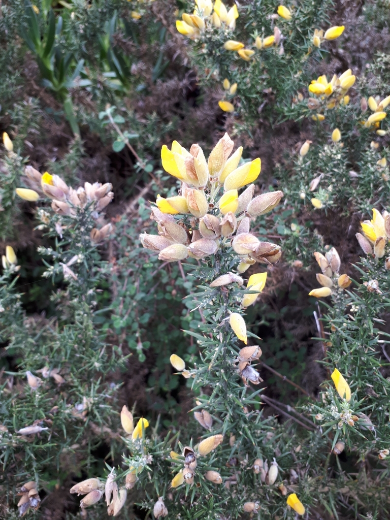 Ulex europaeus latebracteatus (Madeira eingeführte Arten) · iNaturalist